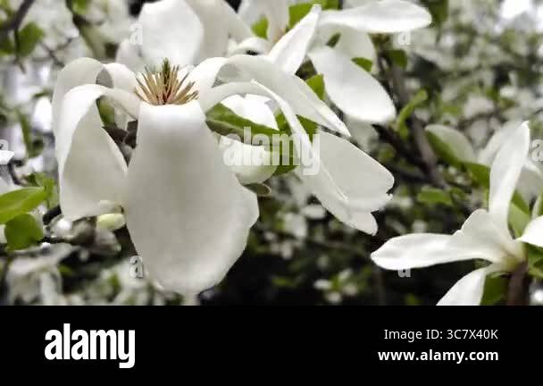 A stunning white magnolia tree blooms vibrantly in a park, its large ...