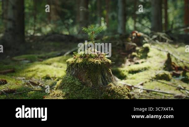 Small conifer sapling planted on a mossy tree stump in evergreen sunlit ...