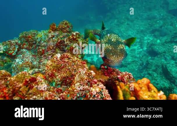 Underwater View of Vibrant Coral Reef with Tropical Fish 4K Nature ...