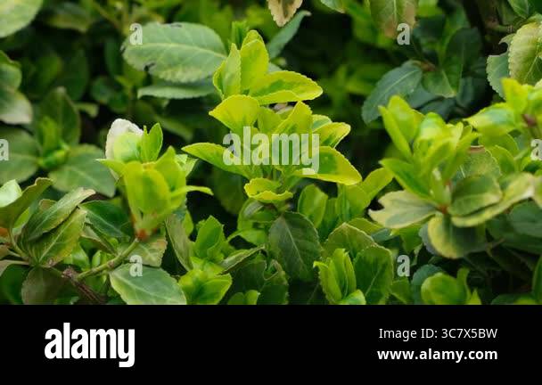 Evergreen Euonymus Fortunei Shrub in Slow Motion Stock Video Footage ...