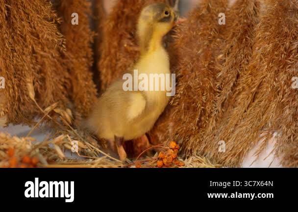 Among grasses and leaves Stock Videos & Footage - HD and 4K Video Clips ...