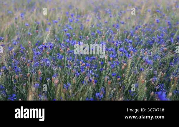Cornflower field in the evening sun, slow motion Stock Video Footage ...