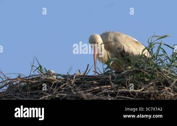 White stork with chicks in the nest Stock Video Footage - Alamy