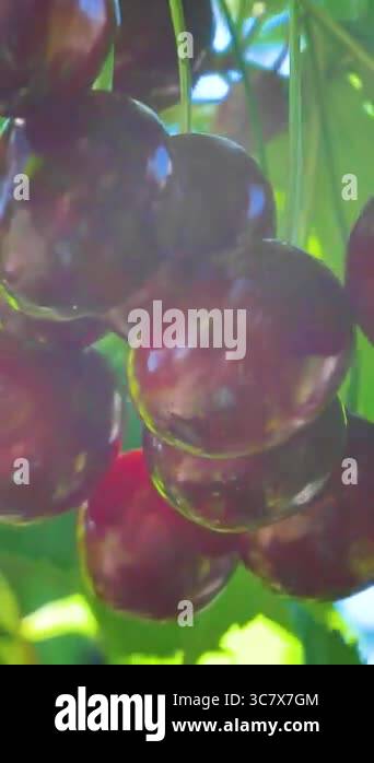 Ripe juicy red cherries hang on a branch of a cherry tree in the summer ...