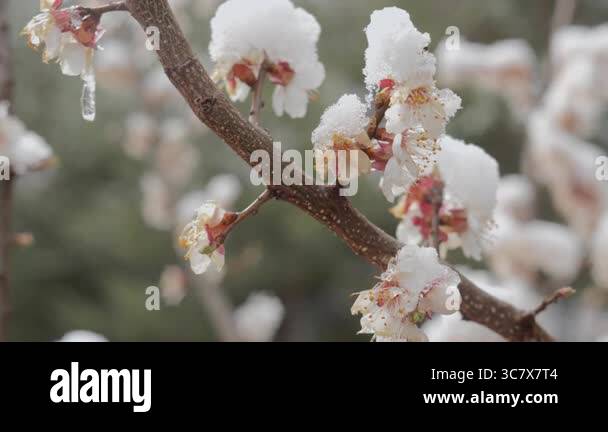 Spring blossoms under snow, Delicate white flowers blooming on a tree ...