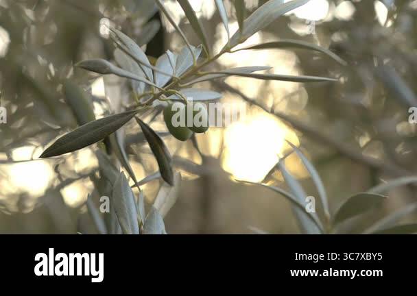 close-up of olives on an olive branch at sunset Stock Video Footage - Alamy