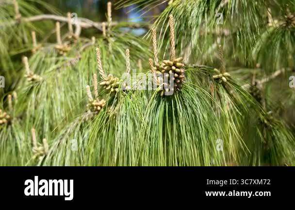 Macro male pollen evergreen Stock Videos & Footage - HD and 4K Video ...