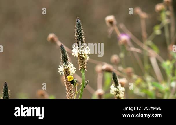 Blossoming wild ribwort plantain flower in a natural field against a ...