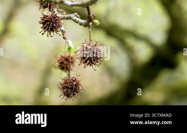 Dried prickly fruits of American sweetgum tree against foliage on ...