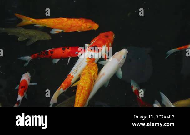 View of a group of colorful koi fish swimming in a pond makes the pond ...