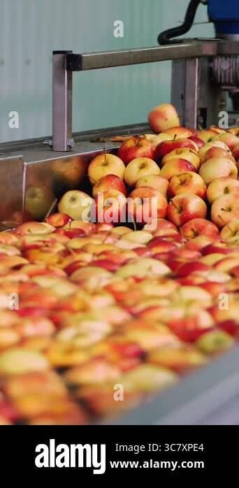 Fresh picked apple harvest. The process of washing apples in a fruit ...