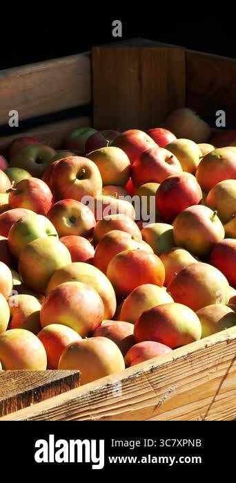 Apple harvest. close-up. Large wooden box, full of freshly harvested ...