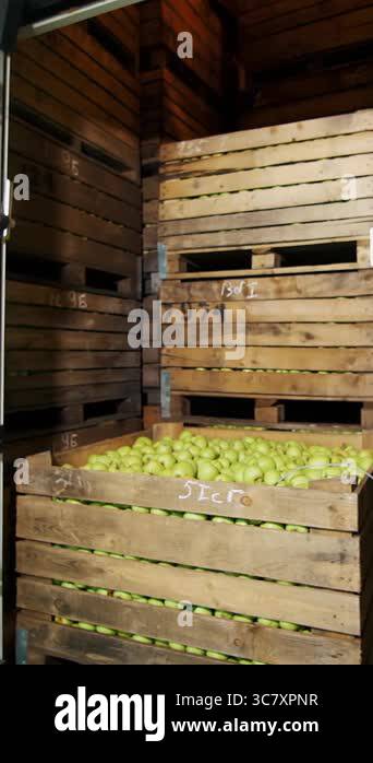 Fresh harvested Apples in Storage Compartment, a special storage room ...