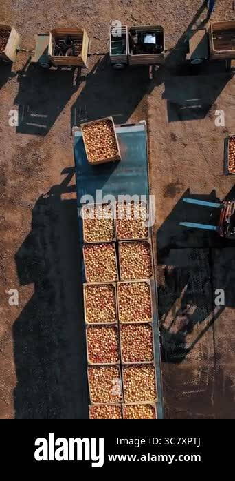 Loading apples. apple farming. apple harvest. apple crop. aero, top ...