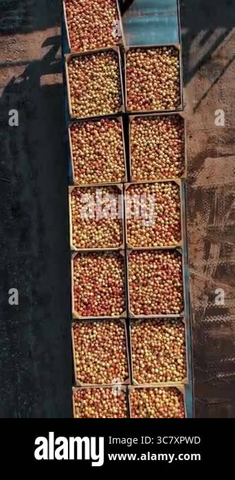 apple boxes. apple harvest. apple crop. aerial view. top down. large ...