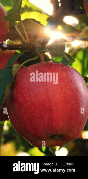 Apples. organic fruit. apple farming. close-up. fresh apples grow on ...
