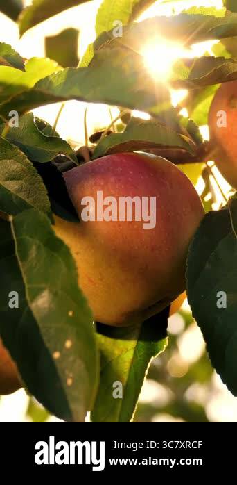 Apples. organic fruit. apple farming. close-up. fresh apples grow on ...