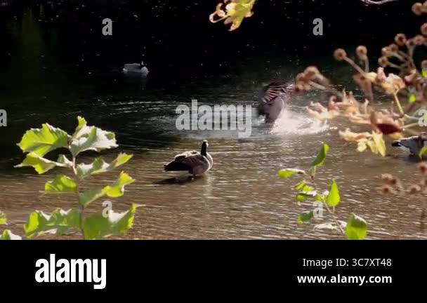 Fattened ducks Stock Videos & Footage - HD and 4K Video Clips - Alamy
