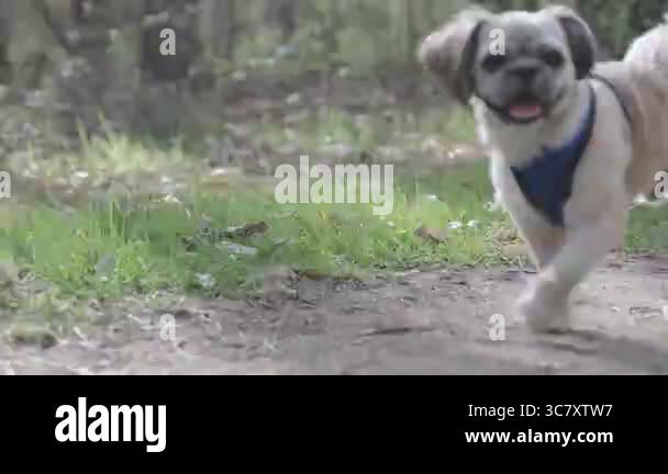 Small dog walking along forest path on leash during sunny day. outdoor ...