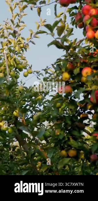 Apple garden. apple harvest. beautiful apple orchard with many ripe ...