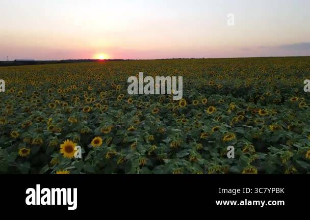 Drone video of sunflower field in a beautiful evening sunset. 4K aerial ...
