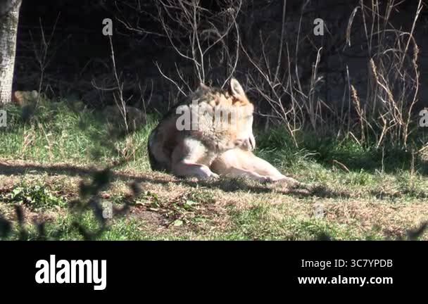 Wolf grass Stock Videos & Footage - HD and 4K Video Clips - Alamy