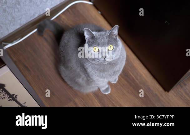 Close up cats legs Stock Videos & Footage - HD and 4K Video Clips - Alamy