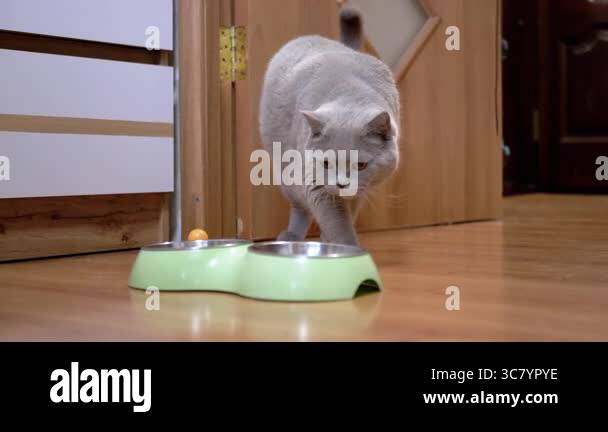A gray British shorthair cat walks towards its food bowl. The cat looks ...