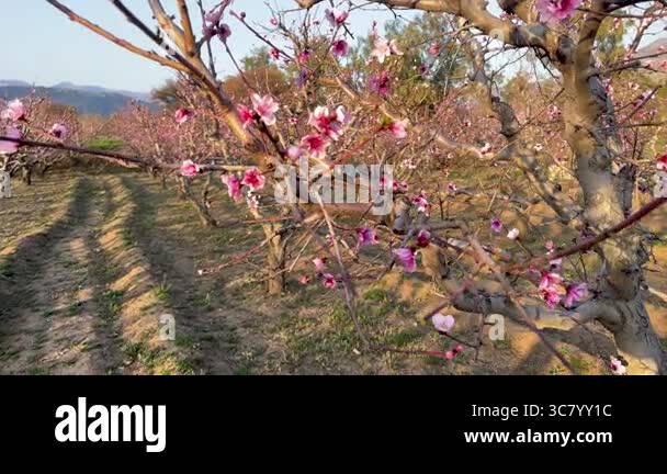 A Beautiful View of Blooming Peach Fruit Trees at Sunset Stock Video ...