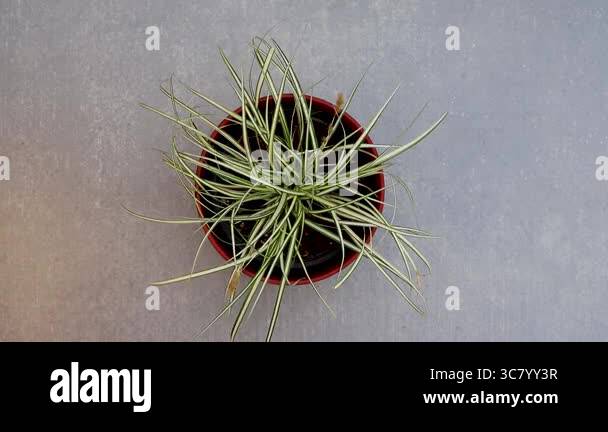 Top overhead view of a Carex oshimensis Japanese sedge ornamental grass ...