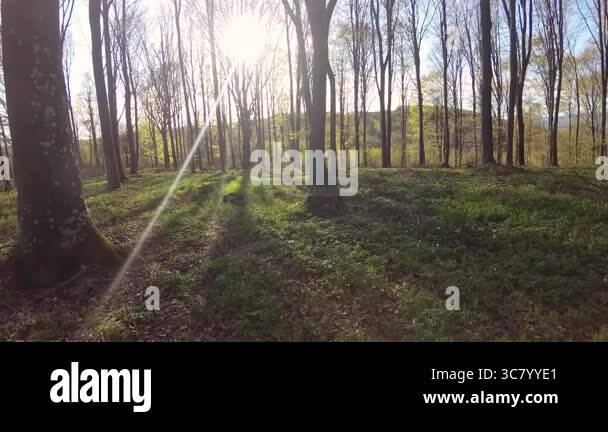 Time lapse of spring landscape of mountain beech forest Stock Video ...