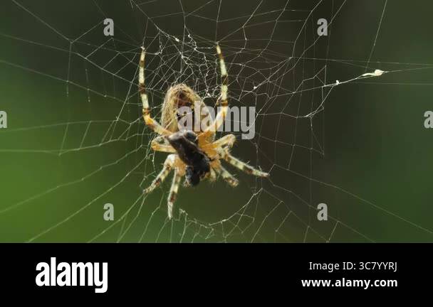 Macro footage of spider catching prey caught in its nets Stock Video ...