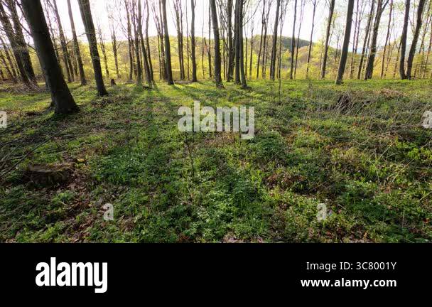 Time lapse of spring landscape of mountain beech forest Stock Video ...