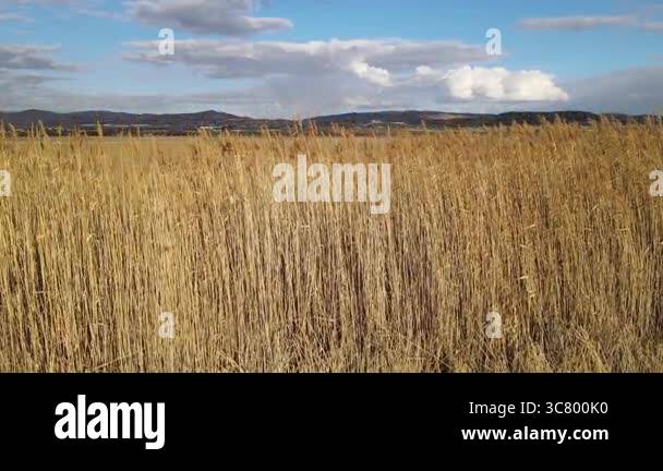 Footage of pond, reeds, farm fields and cloudy blue sky Stock Video ...
