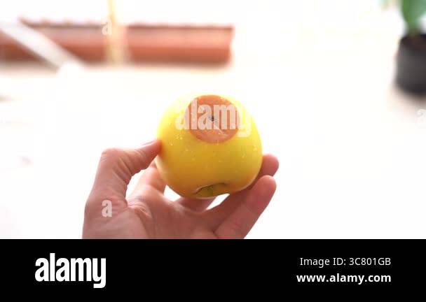 Close-up of a hand holding a yellow apple with a brown spot. Concept of ...