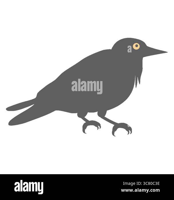 A simple looping animated crow Stock Video Footage - Alamy