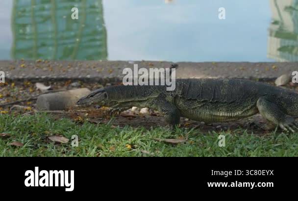 Monitor lizard searching food near water, lizard drawn by scent of ...