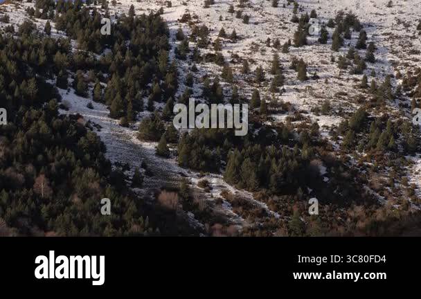 A stunningly beautiful snowy forest scene harmoniously blends with the ...