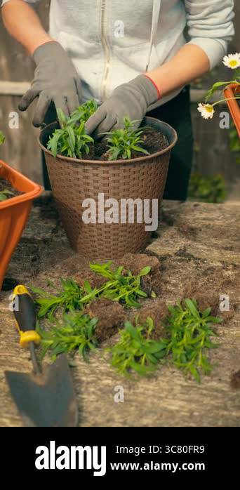 Woman planting green sprouts in brown pot during backyard springtime ...