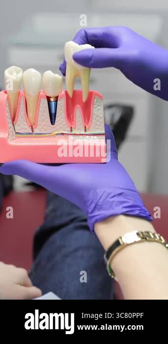 A dental professional explains tooth anatomy to a child, encouraging ...