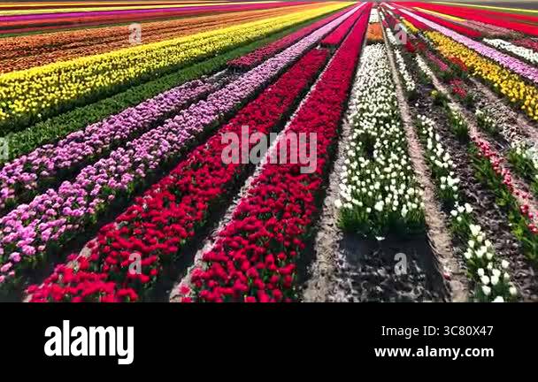 Colorful rows of tulips stretch across the landscape in Flevoland ...