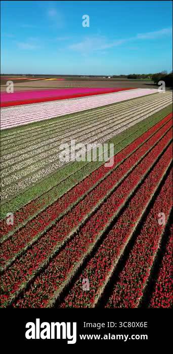 A stunning display of tulip flowers blankets the landscape in Flevoland ...