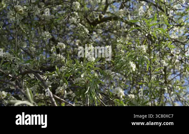 Olive tree flowers sway in the wind. Olive tree in bloom with green ...