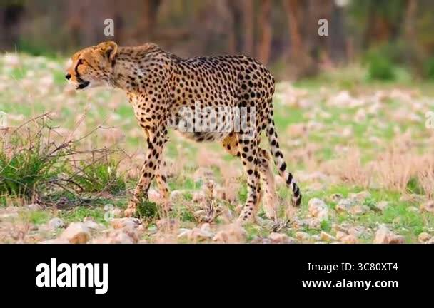 Cheetah standing alert in open Stock Videos & Footage - HD and 4K Video ...