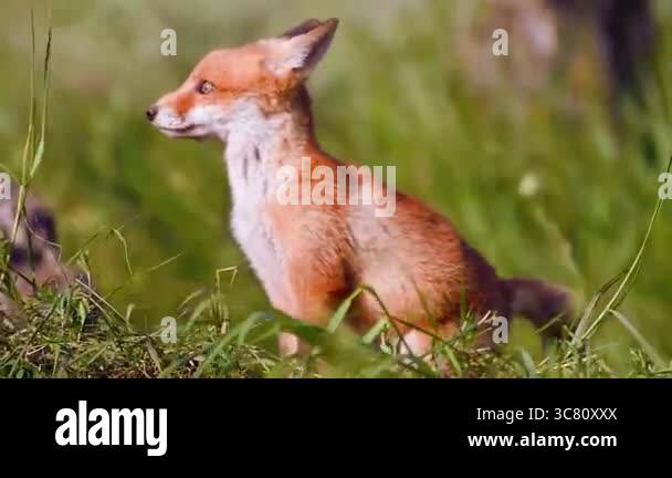 Red Fox Sitting in Tall Grass Looking Around 4K Wildlife Footage Stock ...