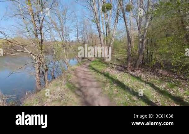 Walking along a spring forest path along the river. Fresh greenery on ...