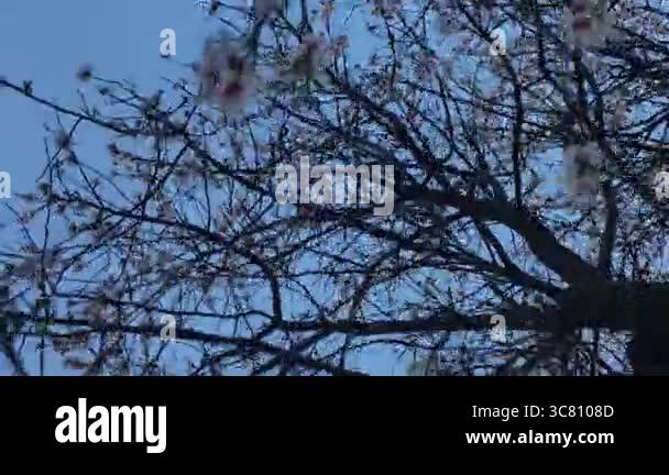 A view of an almond orchard in bloom. Almond tree orchard in flower in ...