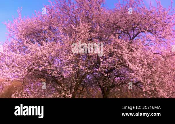 A vibrant cherry tree, full of beautiful pink flowers, stands out ...