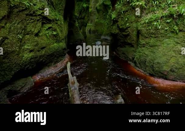A large log is floating in a river. The water is dark and murky. The ...