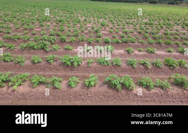 An aerial view revealing a flourishing potato field, showcasing vibrant ...